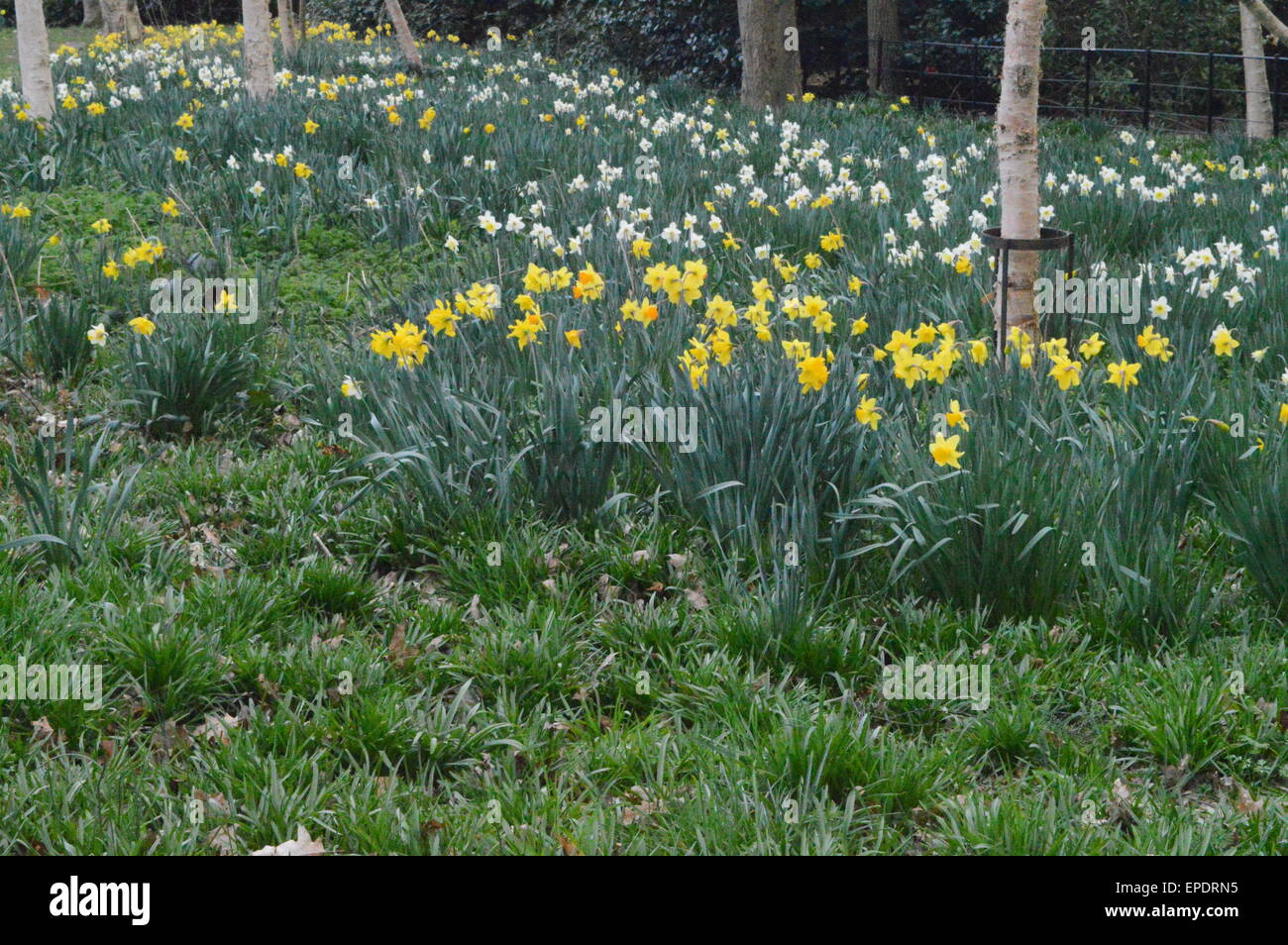 Daffodils In Woods Stock Photo - Alamy