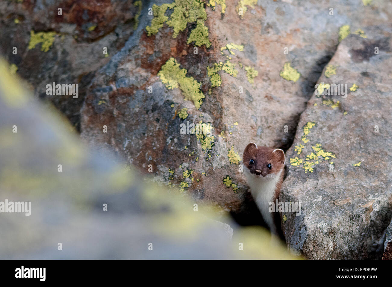 Stelvio national Park Mount Gavia Ermine Stock Photo - Alamy