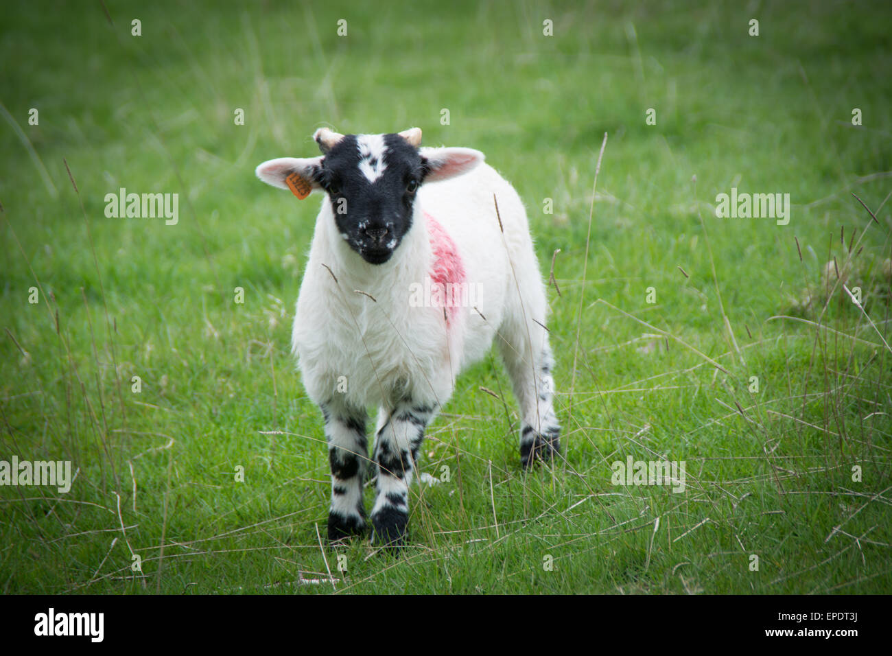 Young lamb with a red spot of paint staring at the camera in a green ...