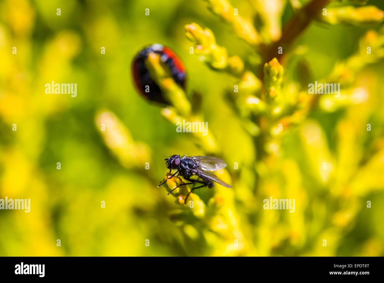 Fly warming up in the sun Stock Photo - Alamy