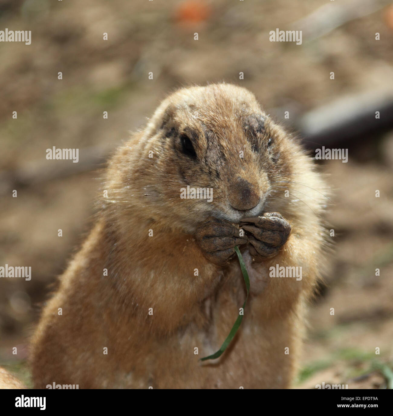 black tailed prarie dog rodent Stock Photo - Alamy