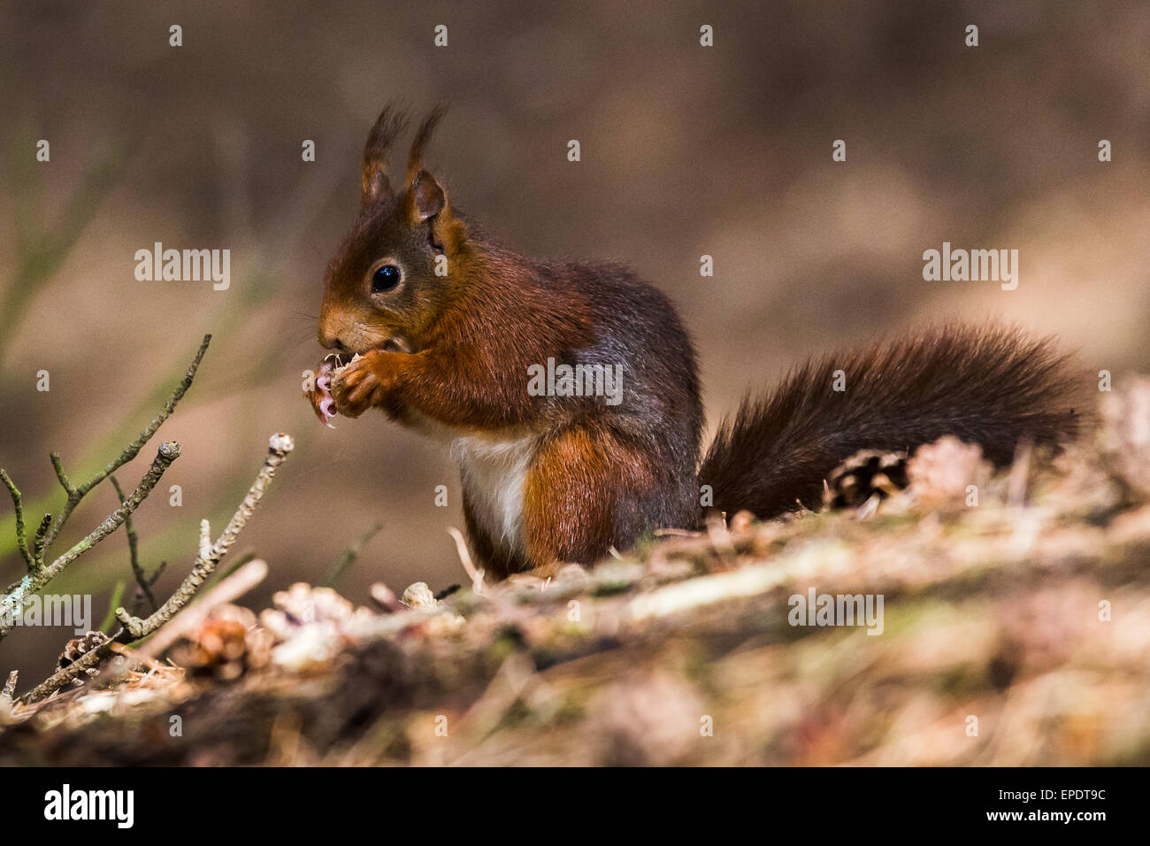 Eurasian red squirrel at Formby near Liverpool Stock Photo - Alamy