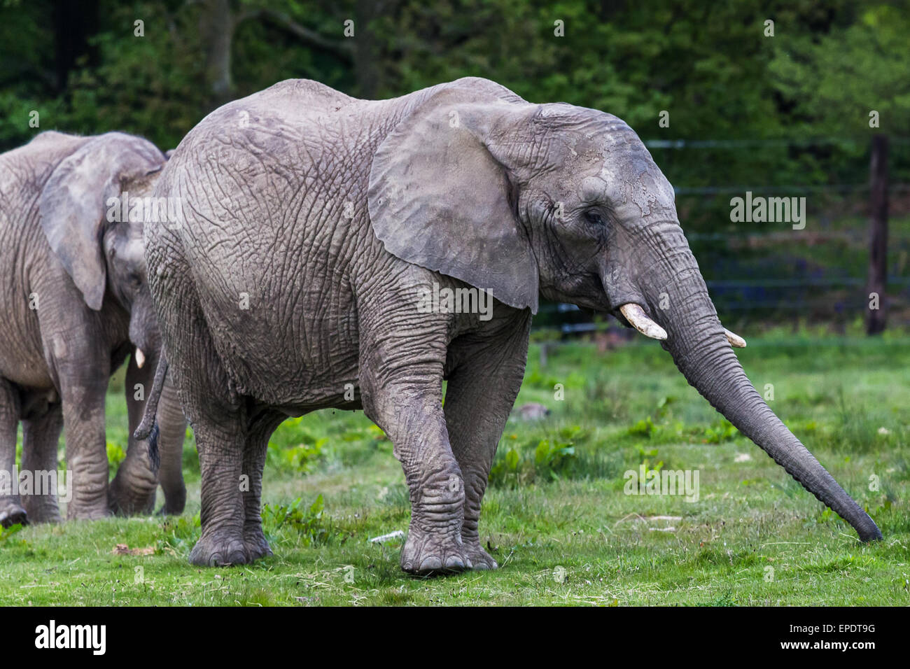 Couple of African elephants foraging for food Stock Photo - Alamy