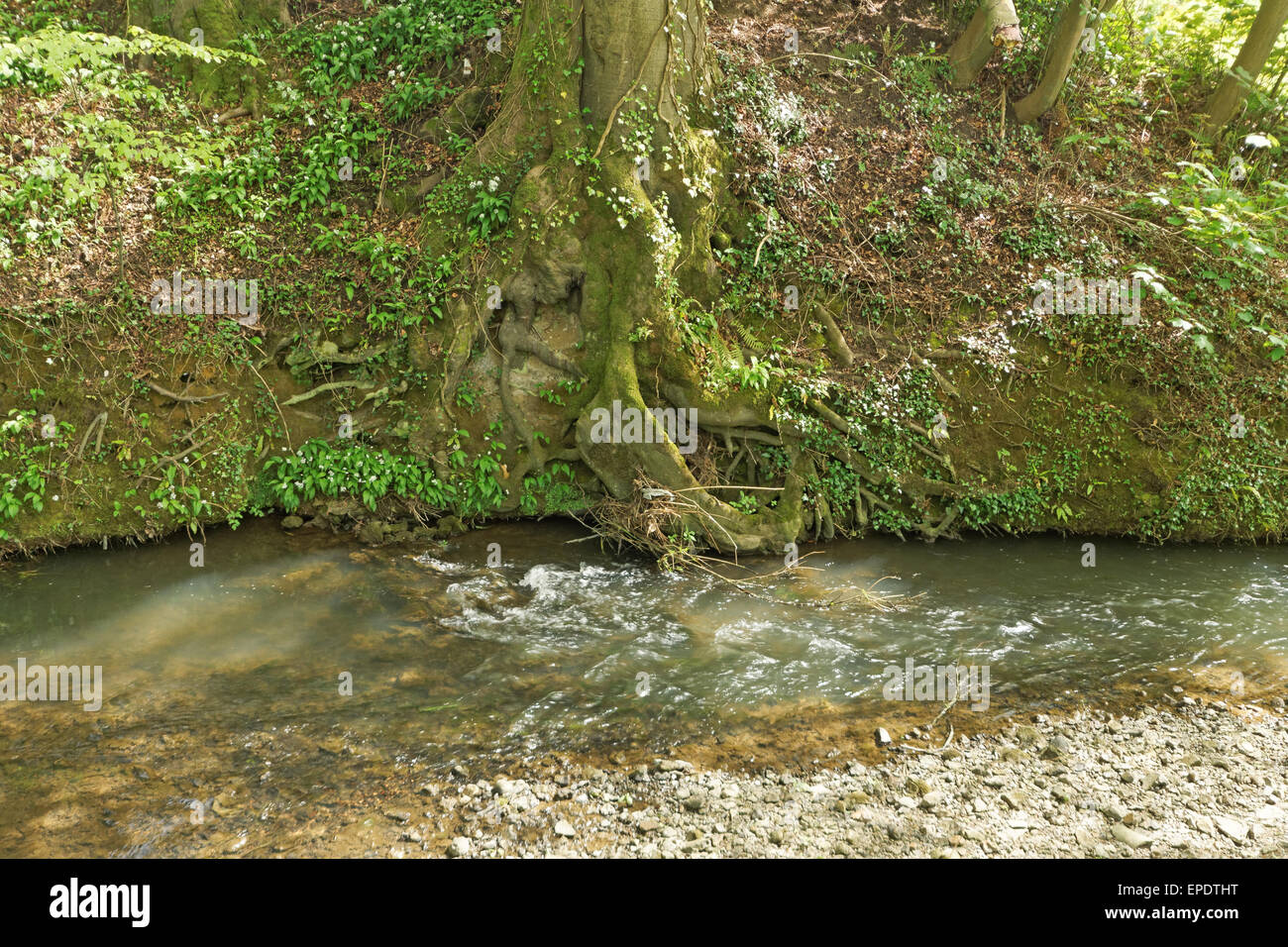 River Brit running through Slape Manor Estate in Dorset Stock Photo - Alamy