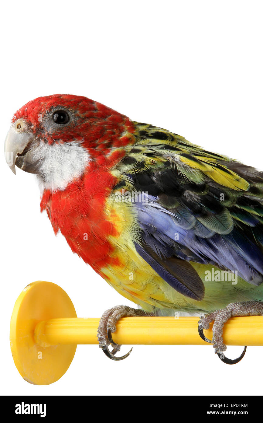 a beautiful large colorful parrot isolated on white background Stock ...