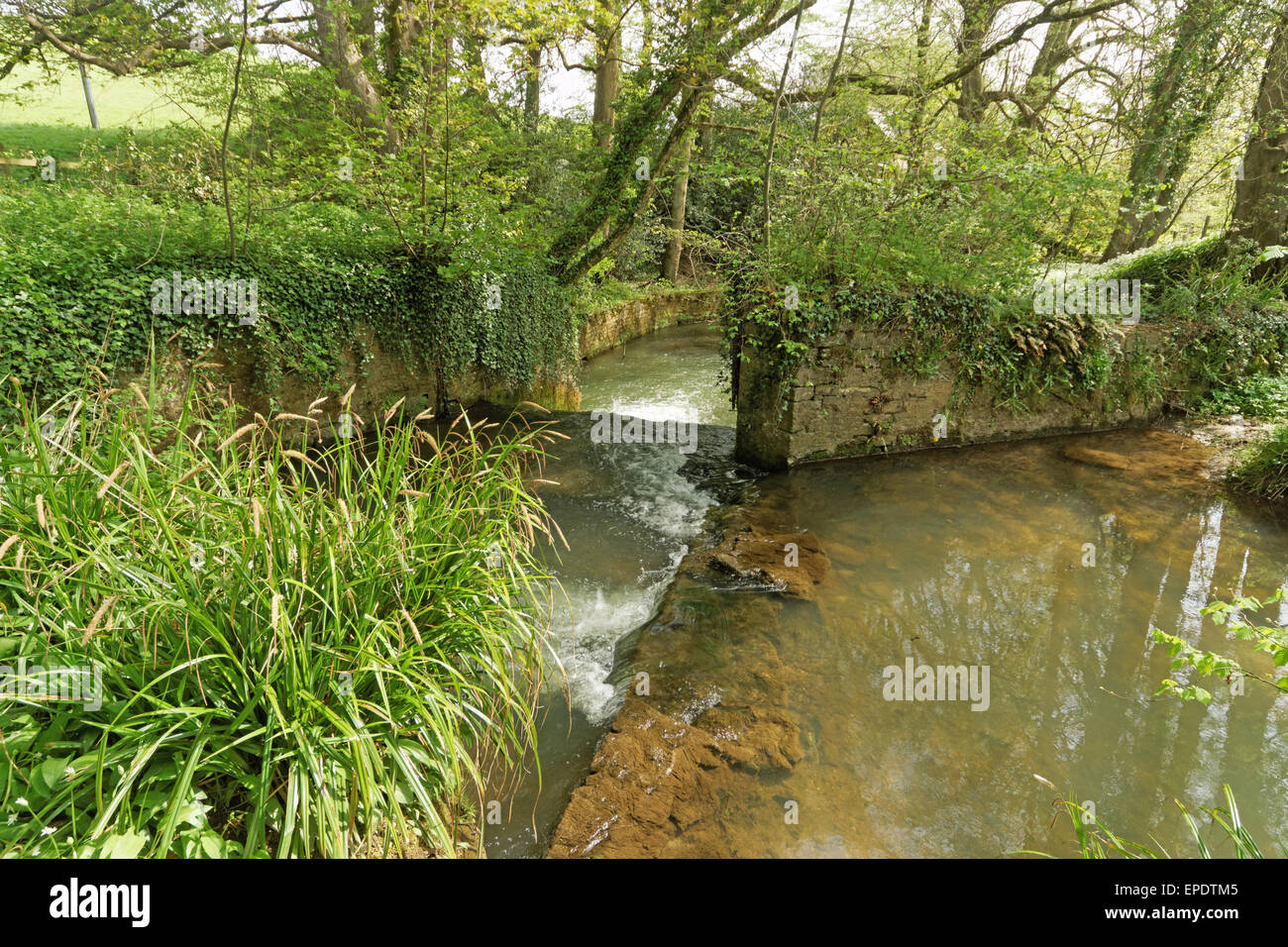 River Brit running through Slape Manor Estate in Dorset Stock Photo - Alamy
