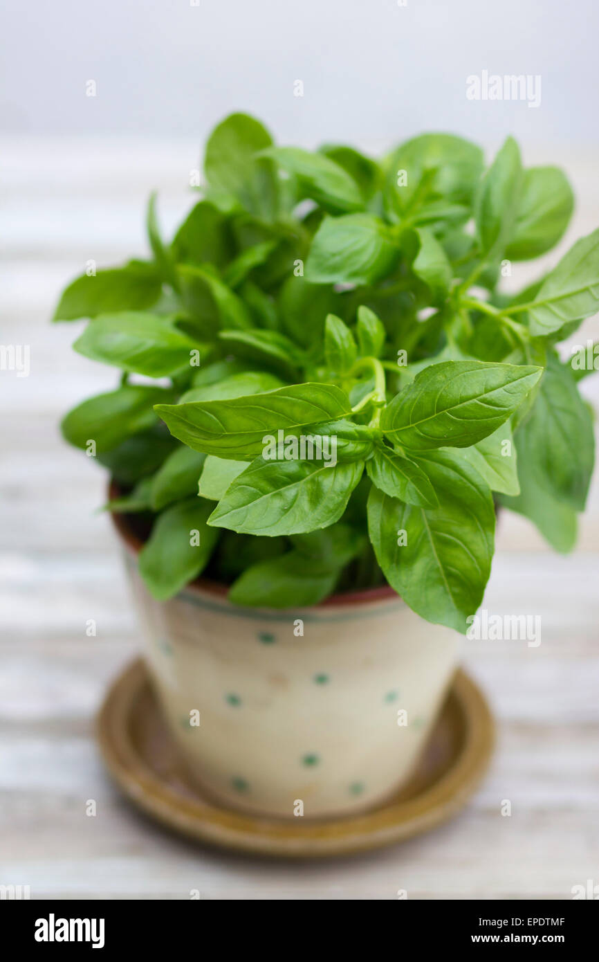 A basil plant in a ceramic pot Stock Photo - Alamy