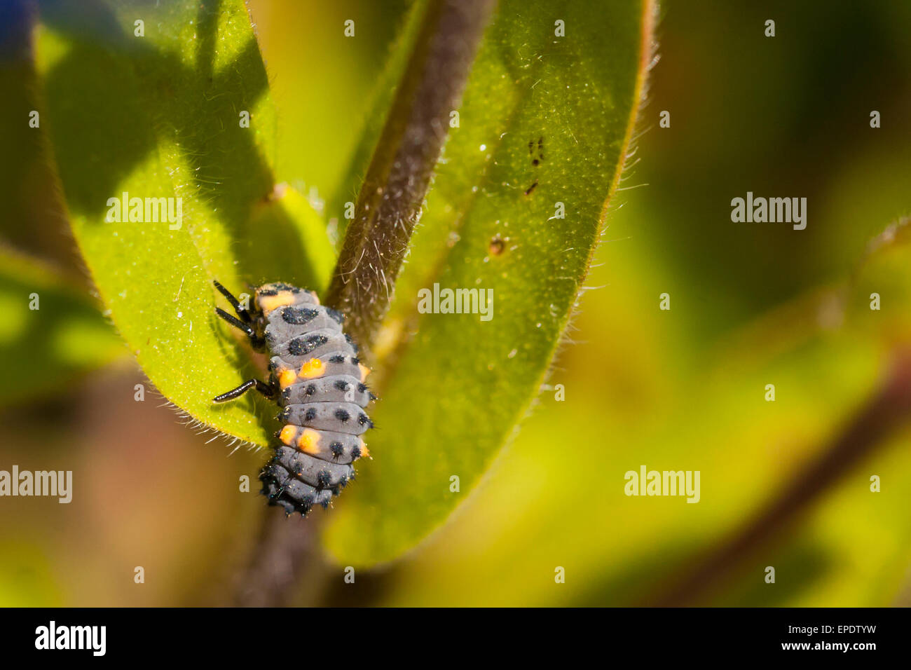 Larvae of the 7 spot lady bird Stock Photo - Alamy
