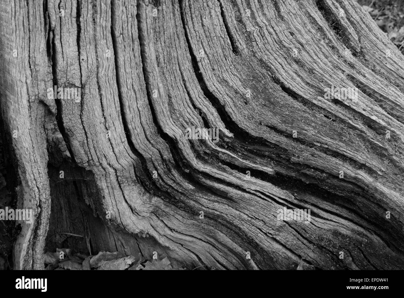 Tree stump bark with wood grain Stock Photo - Alamy