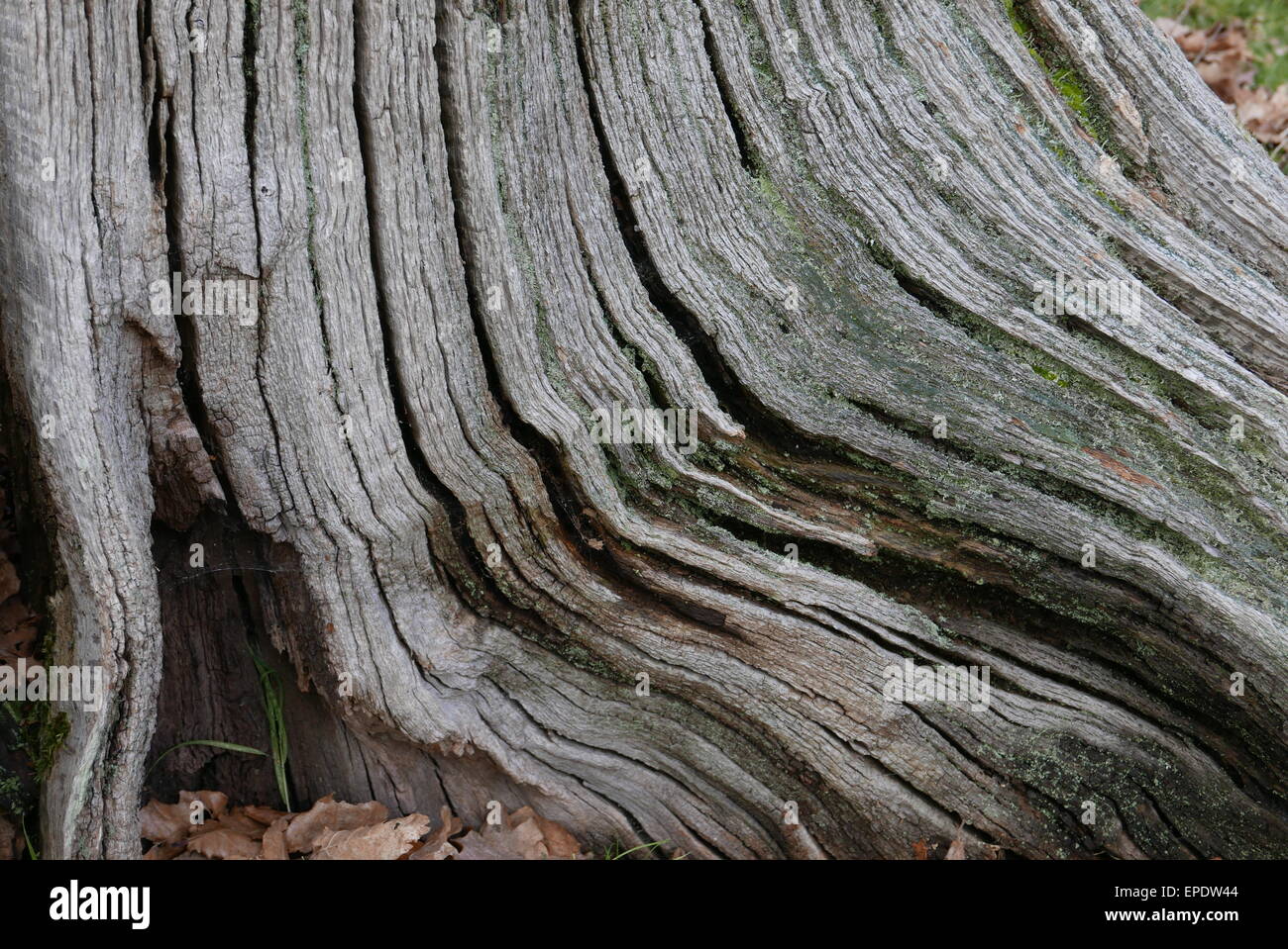Tree stump bark with wood grain Stock Photo - Alamy