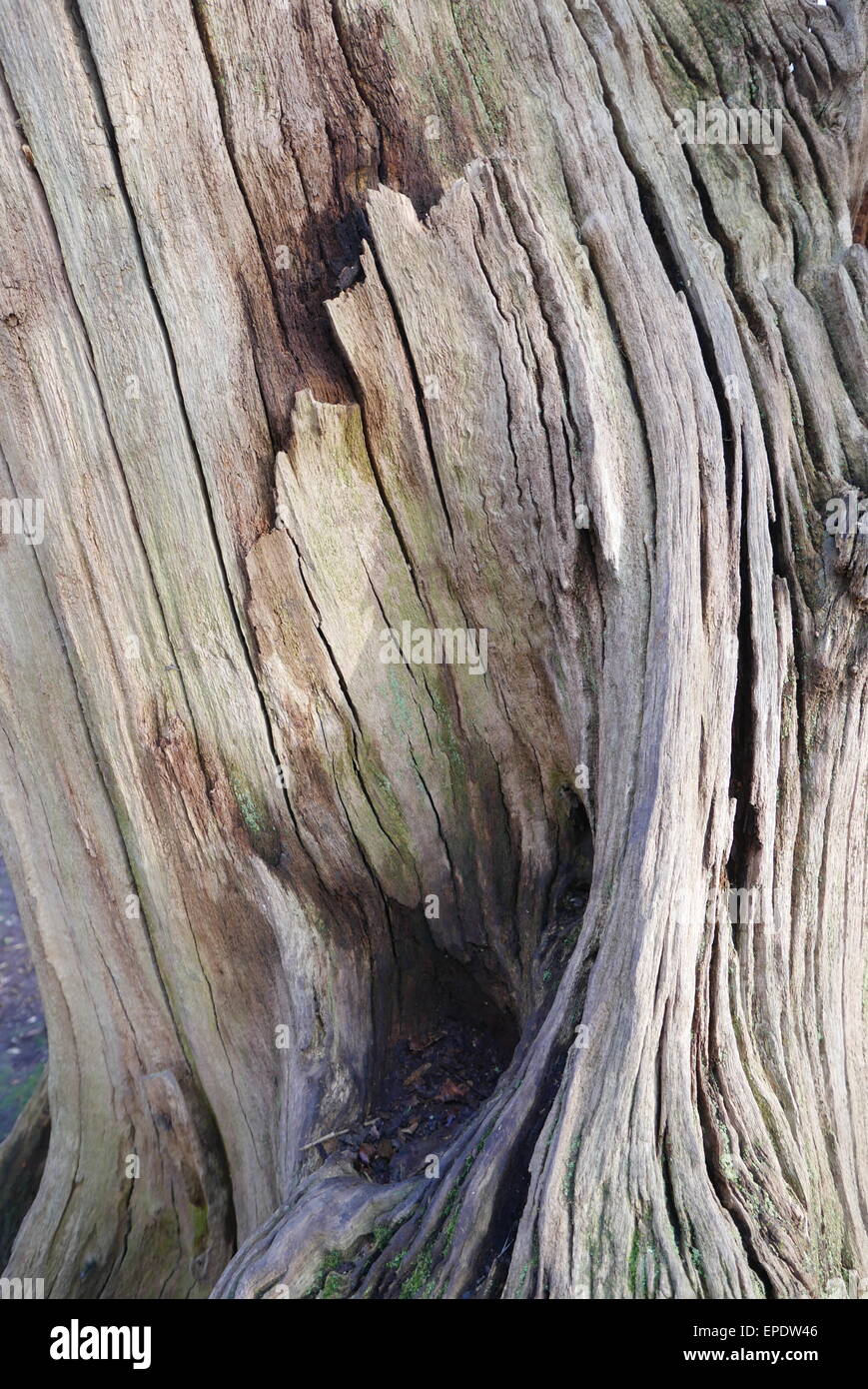 Tree stump bark with wood grain Stock Photo - Alamy