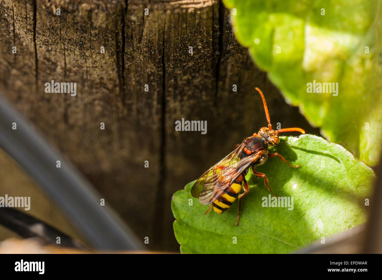 Cuckoo Bee Identification
