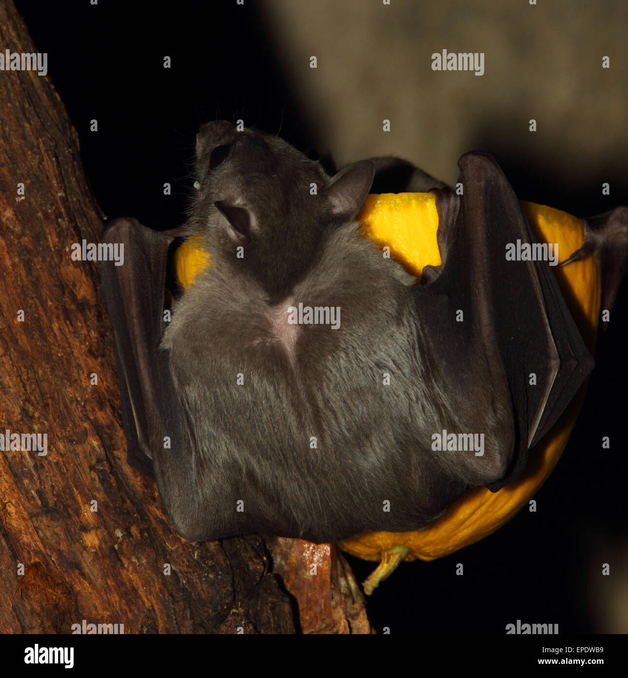Egyptian fruit bat rousettus aegyptiacus cave wing Stock Photo - Alamy