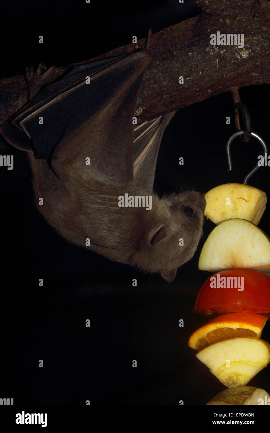 Fruit bat eating hi-res stock photography and images - Alamy