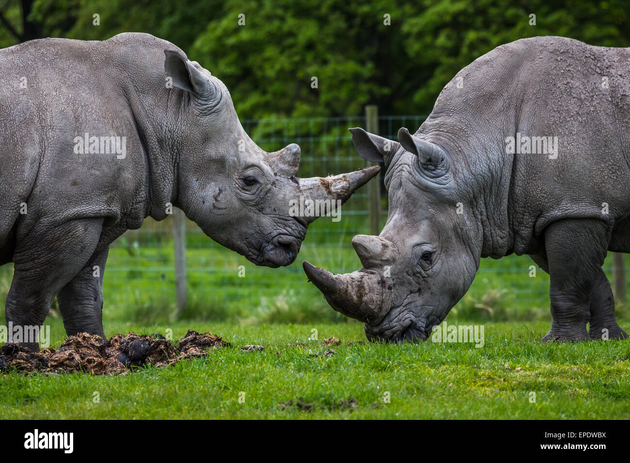 Rhino two horns hi-res stock photography and images - Alamy