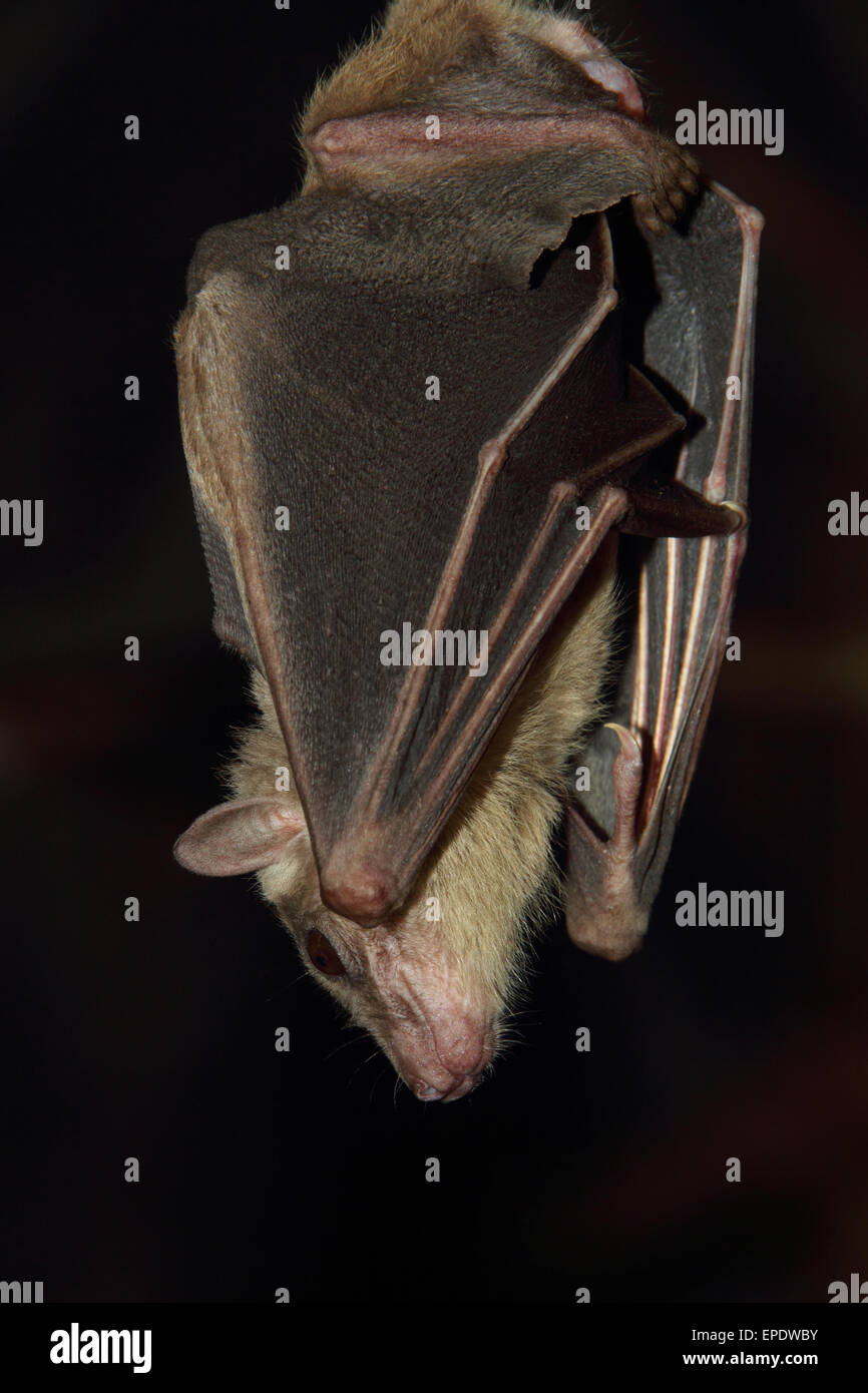 Egyptian fruit bat Stock Photo - Alamy