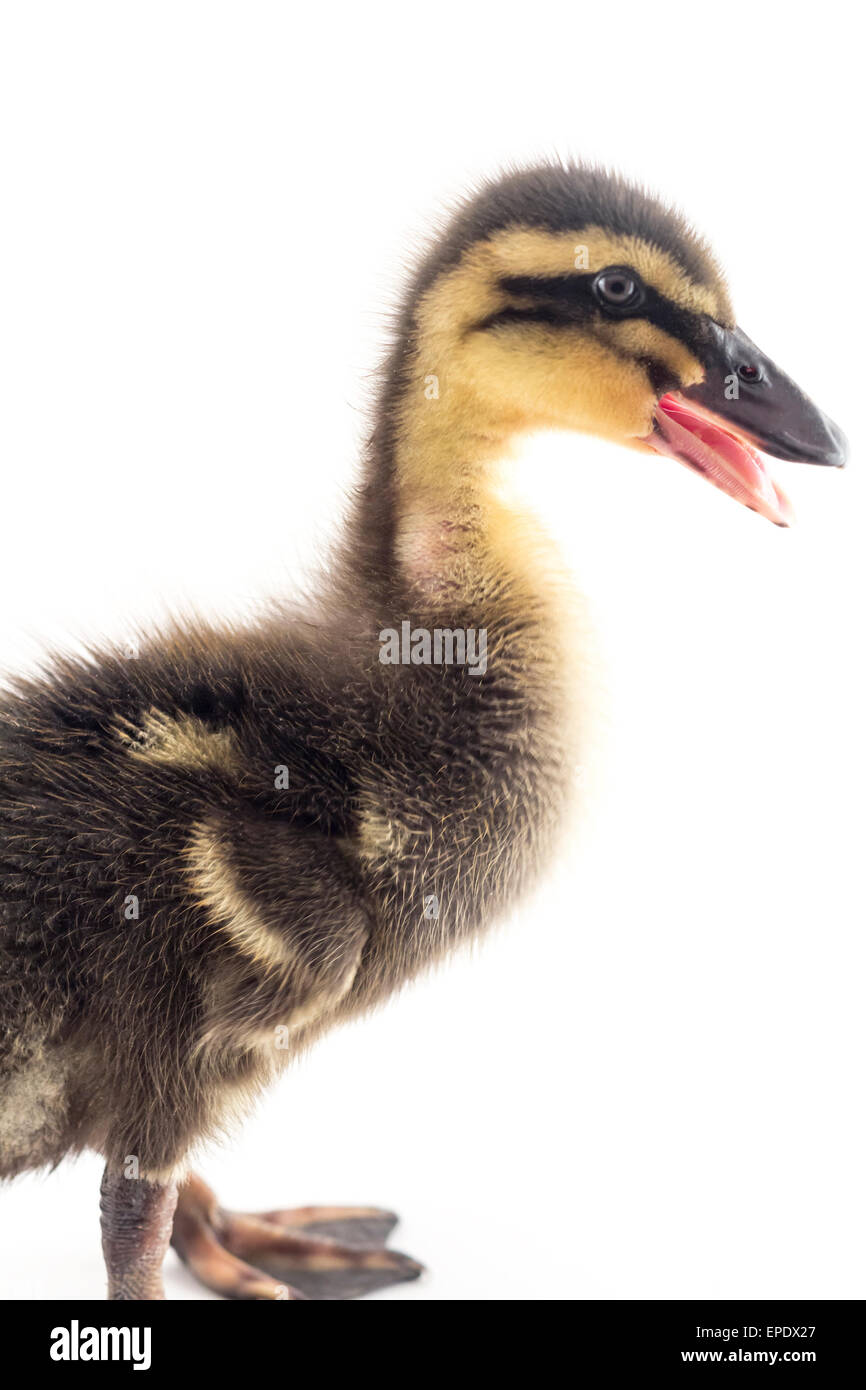American pekin duckling and in studio shot photo. This yellow duckling ...