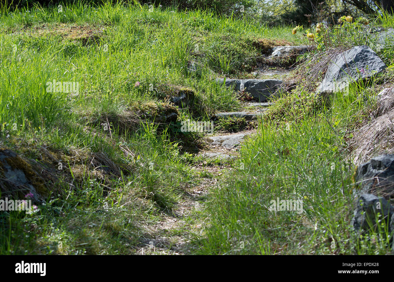 Staircase in fresh green spring grass outdoors horizontal. Sweden in ...