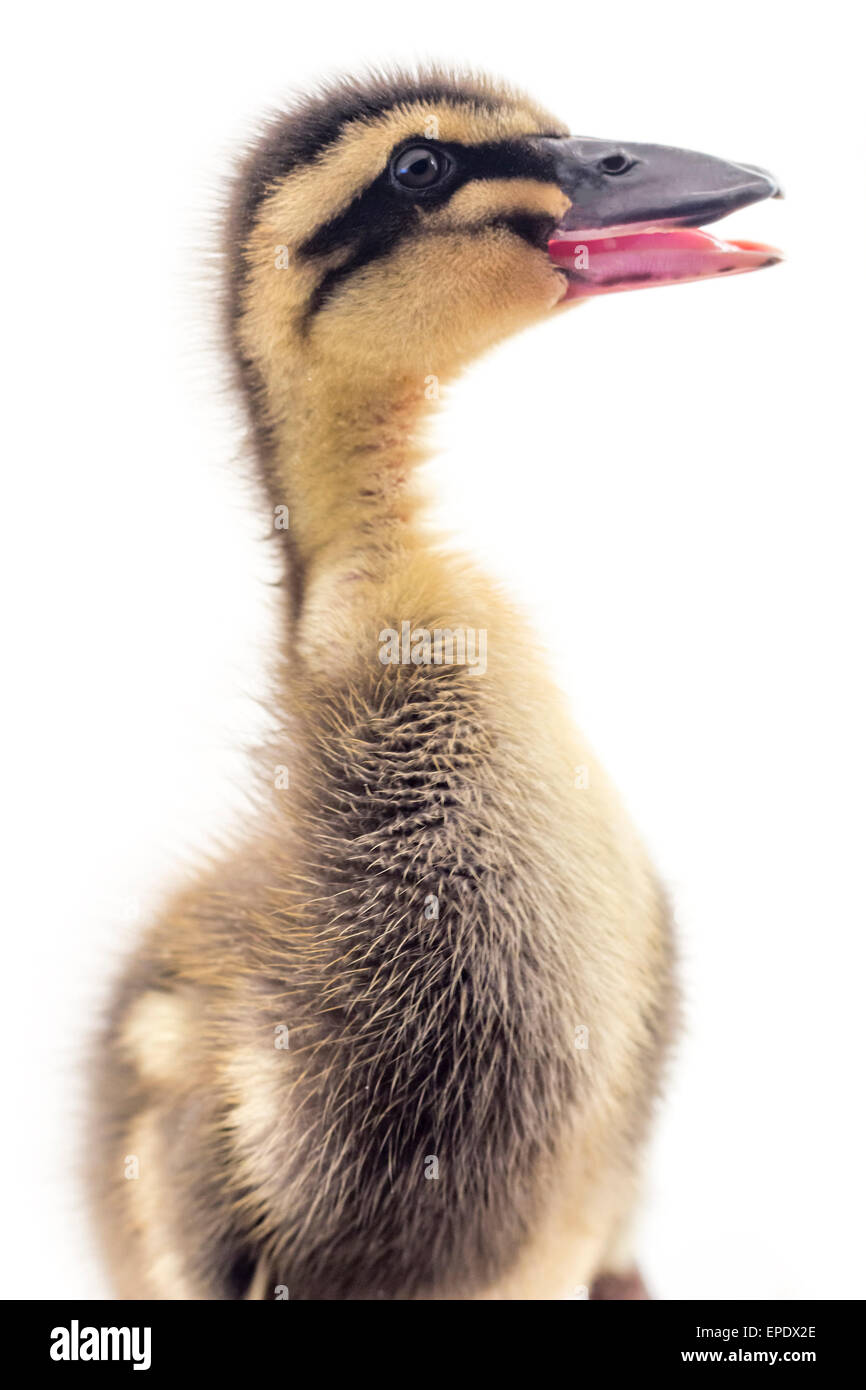 American pekin duckling hi-res stock photography and images - Alamy