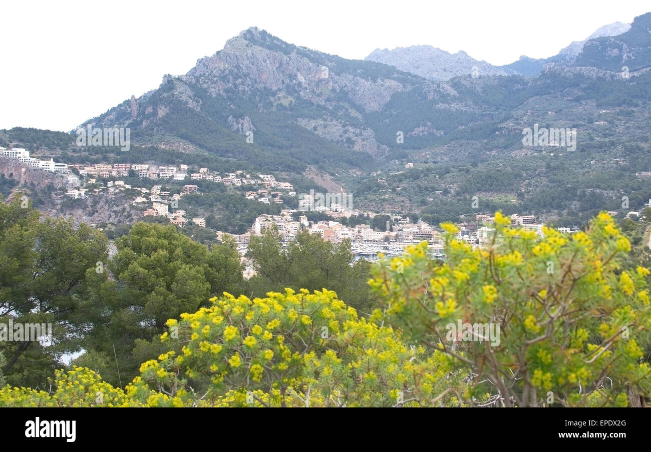 Blue mountain and yellow flower spring landscape in Soller, Majorca ...