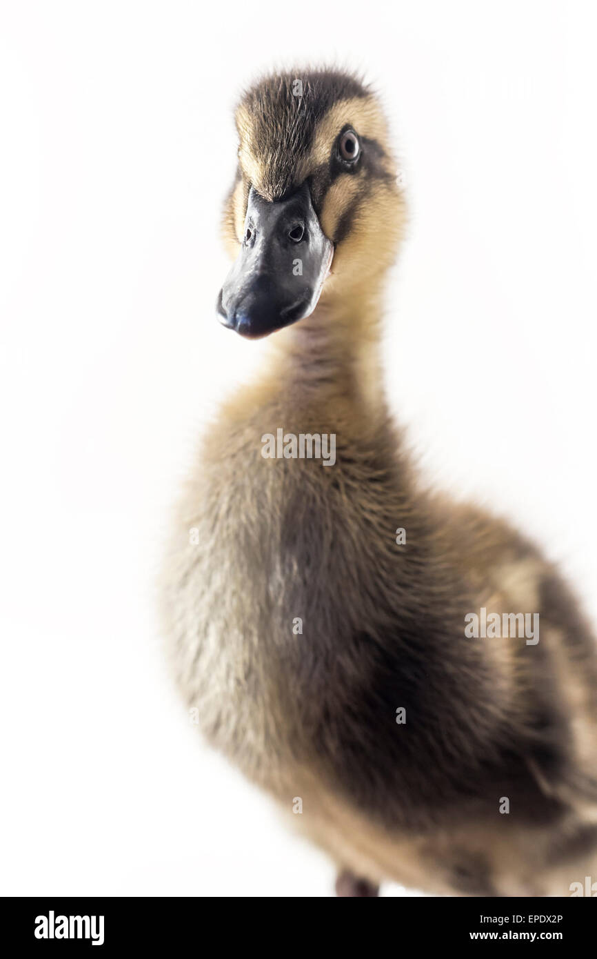 Blue Runner Baby Ducklings! Also Known As Indian Runner, 45% OFF
