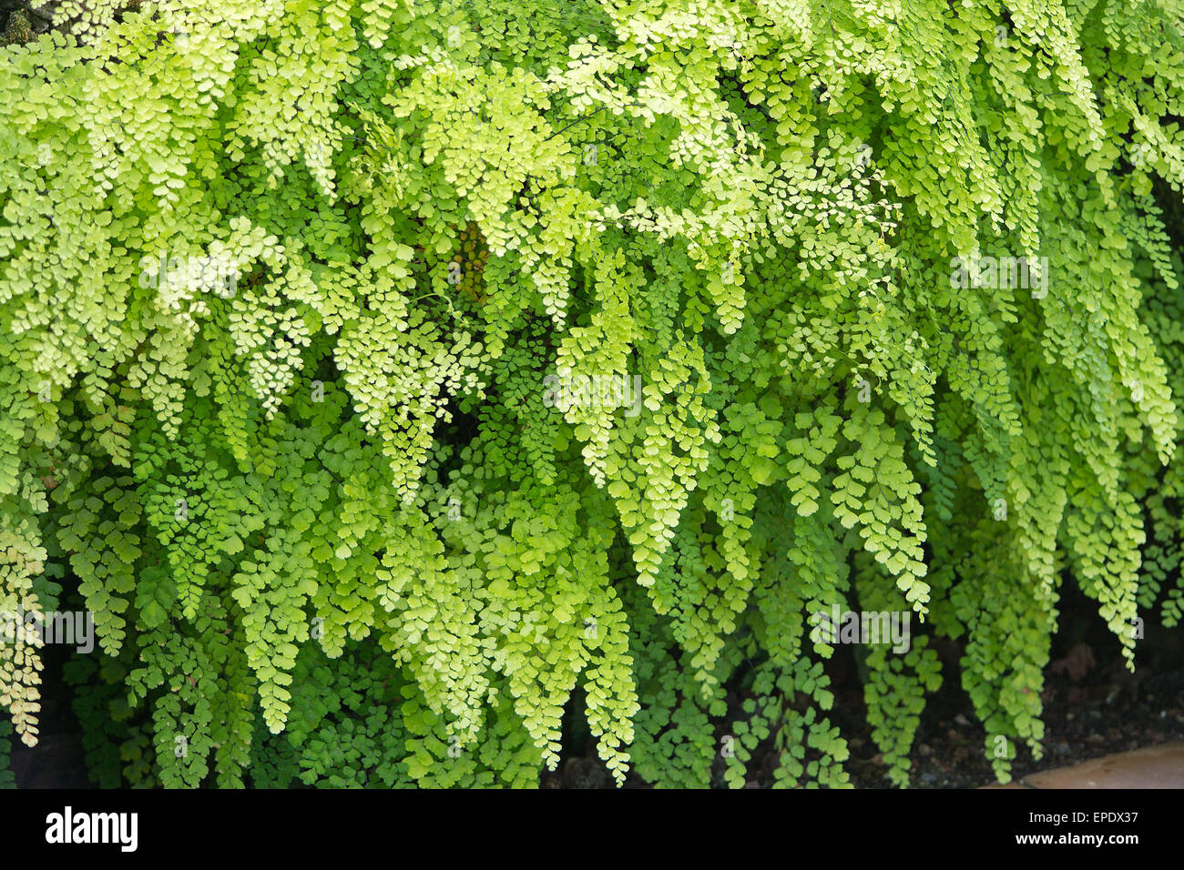 Fern full frame background. Green forest freshness in fern plant full ...