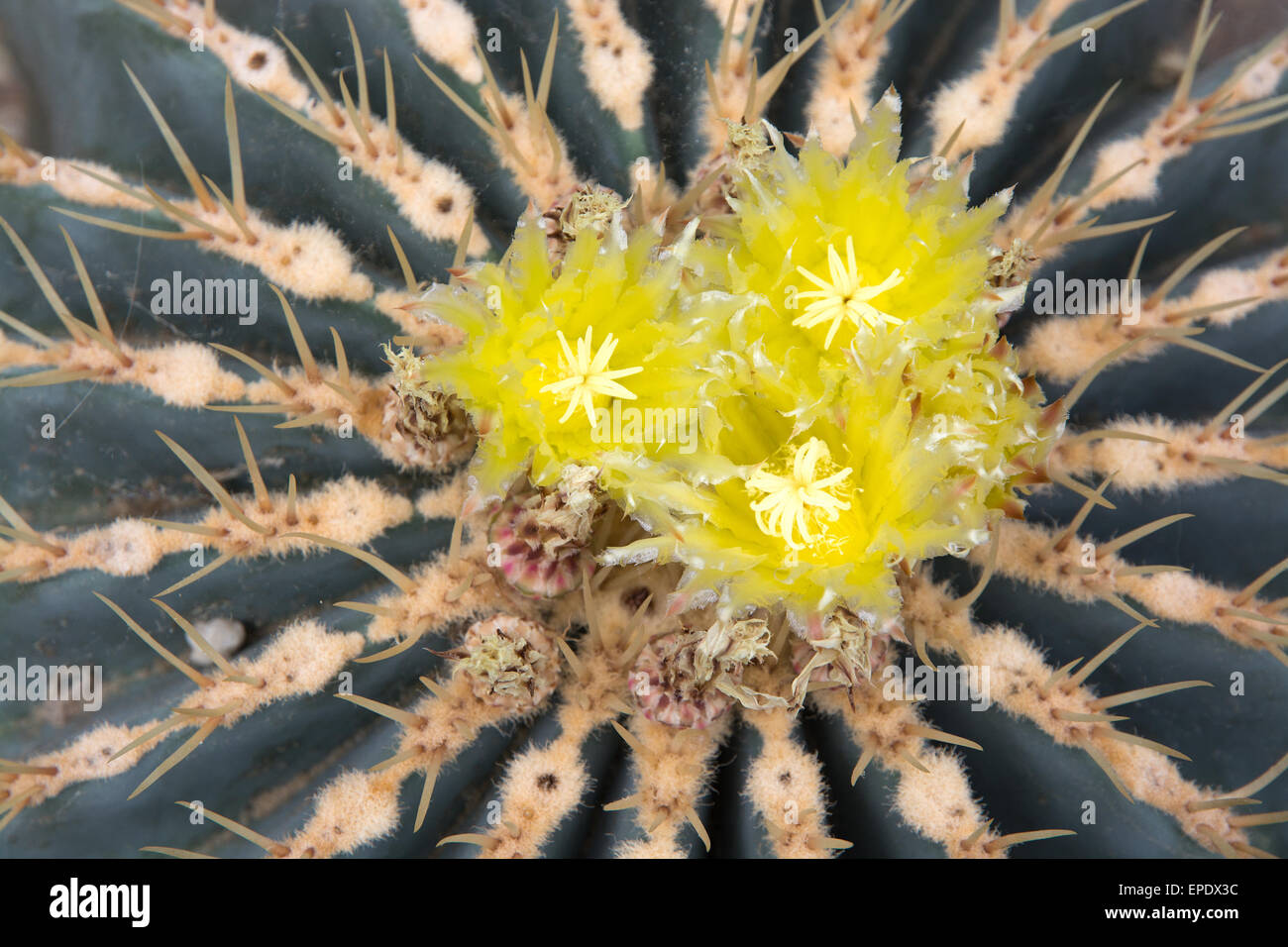 Yellow cactus flower macro closeup with sharp needles Stock Photo - Alamy