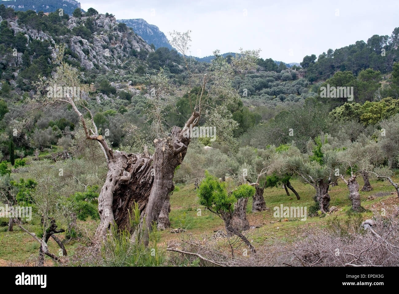 Milenario oak tree. Thousand years old or more oak tree, Majorca ...