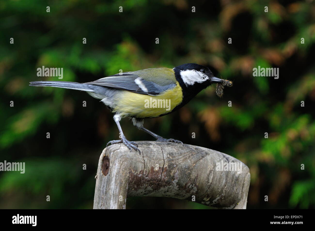 Male Great Tit Parus Major Stock Photo - Alamy