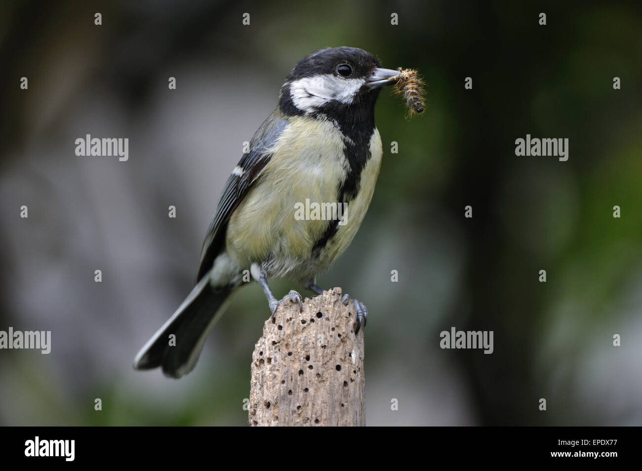 Female Great Tit Parus Major Stock Photo - Alamy