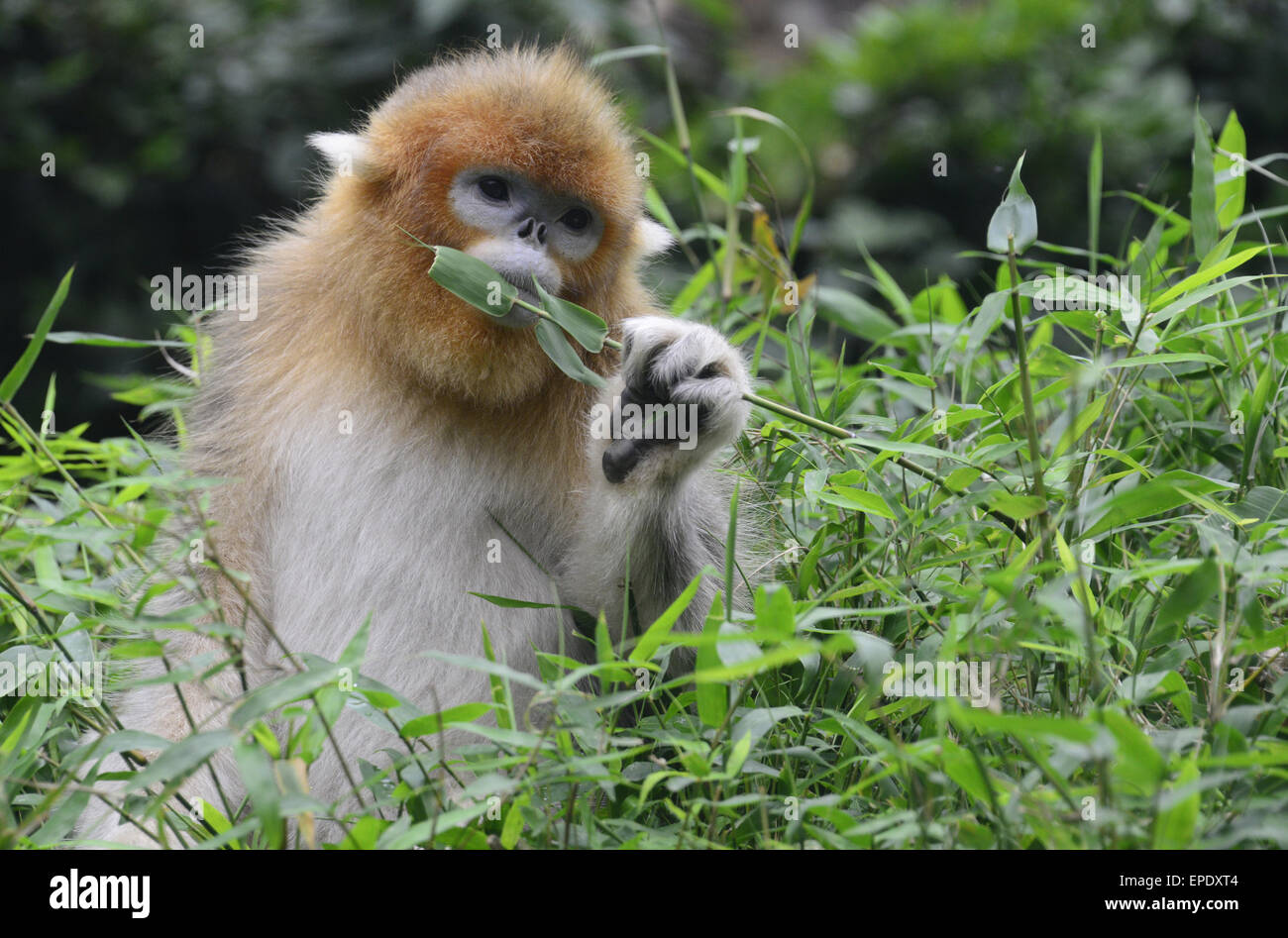 Chengdu, China. 17th May, 2015. A golden monkeys (Rhinopithecus ...