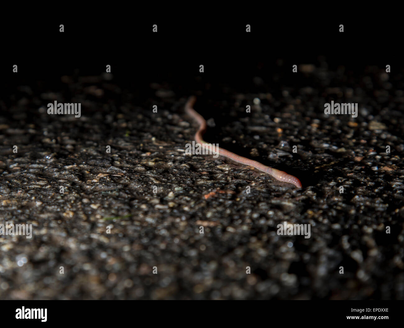 Worm Crawling on Asphalt Stock Photo - Alamy