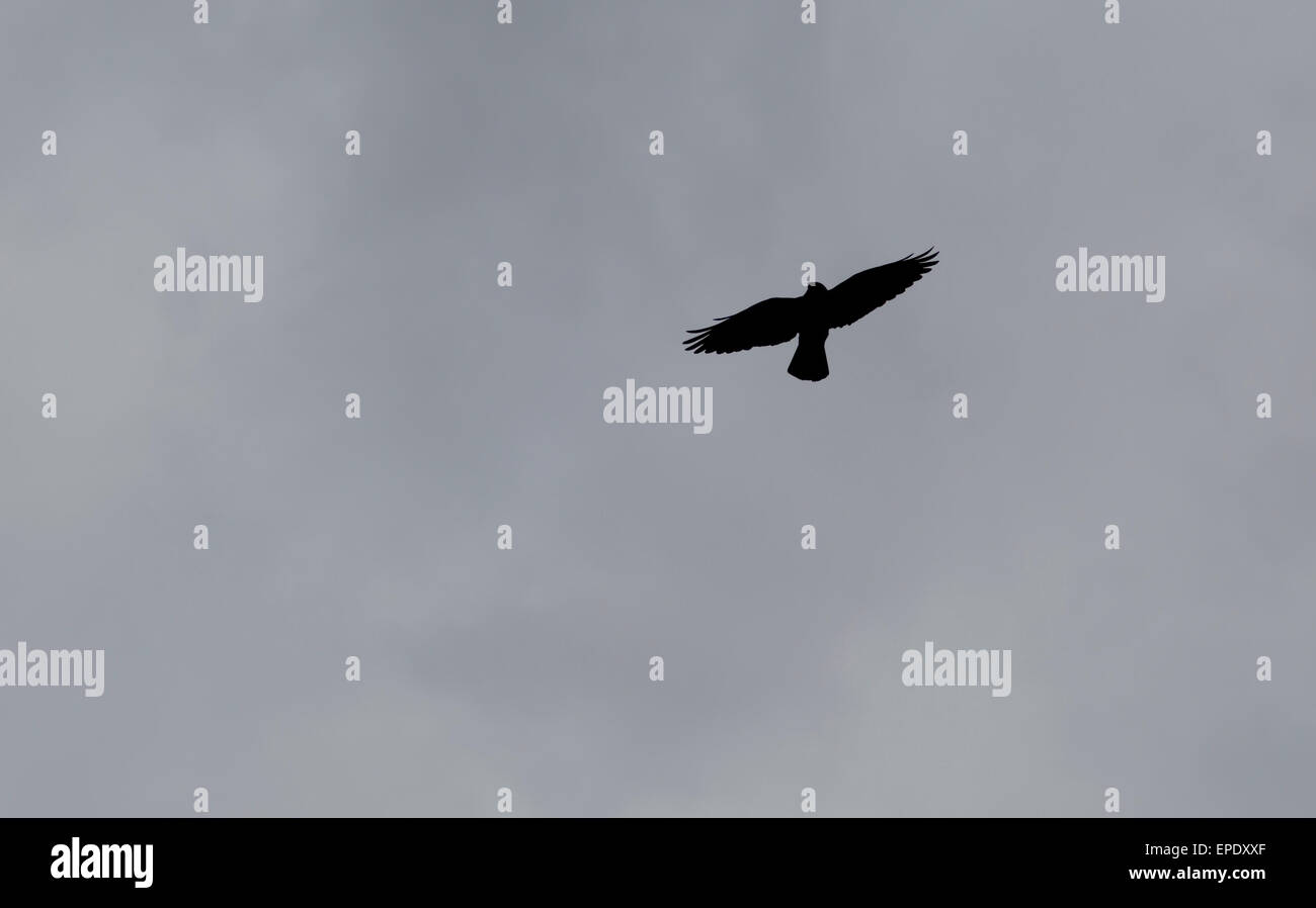Bird (Western Jackdaw) Spreading its Wings Stock Photo - Alamy