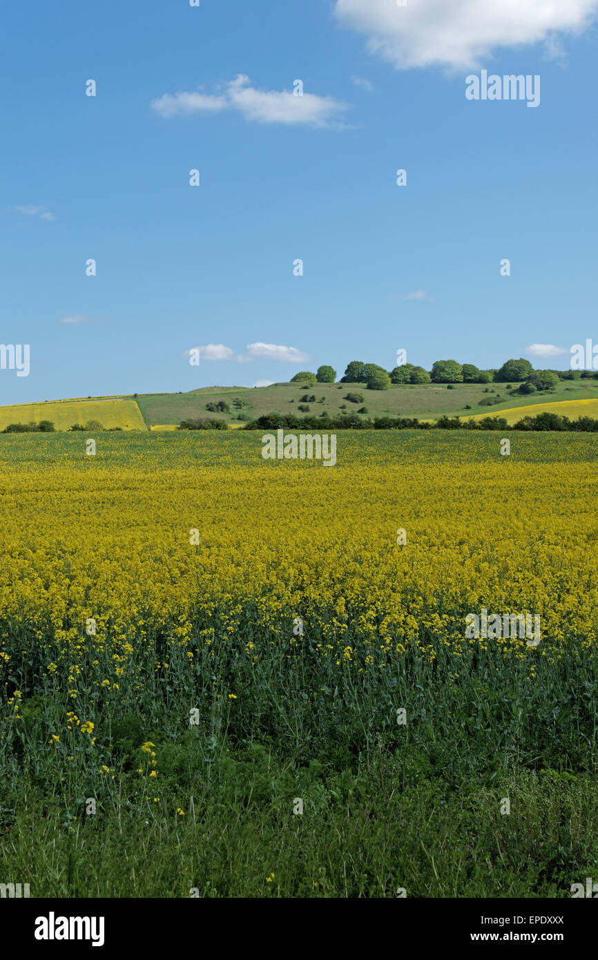 Quarley hampshire hi-res stock photography and images - Alamy