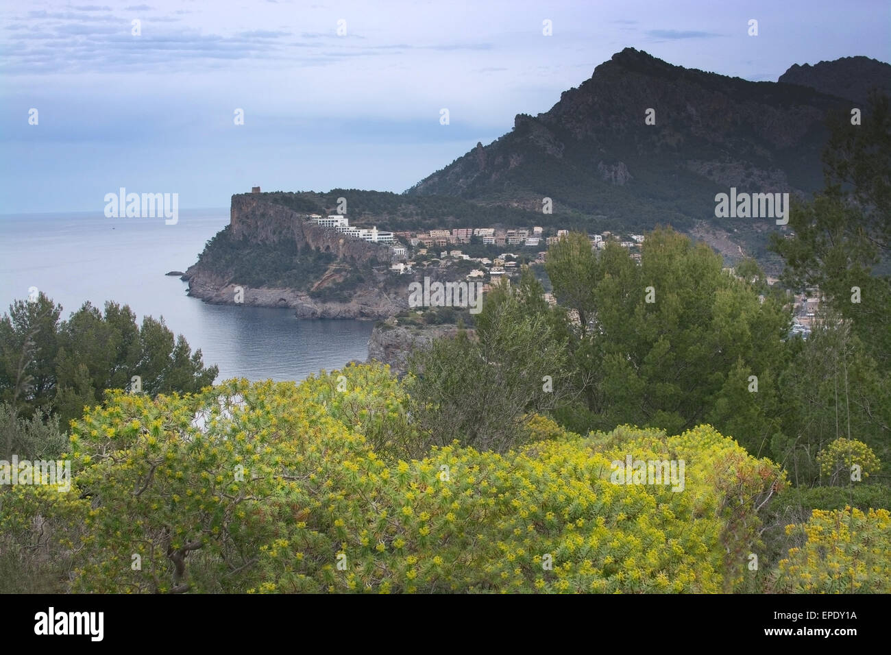Blue mountain and yellow flower spring landscape in Soller, Majorca ...