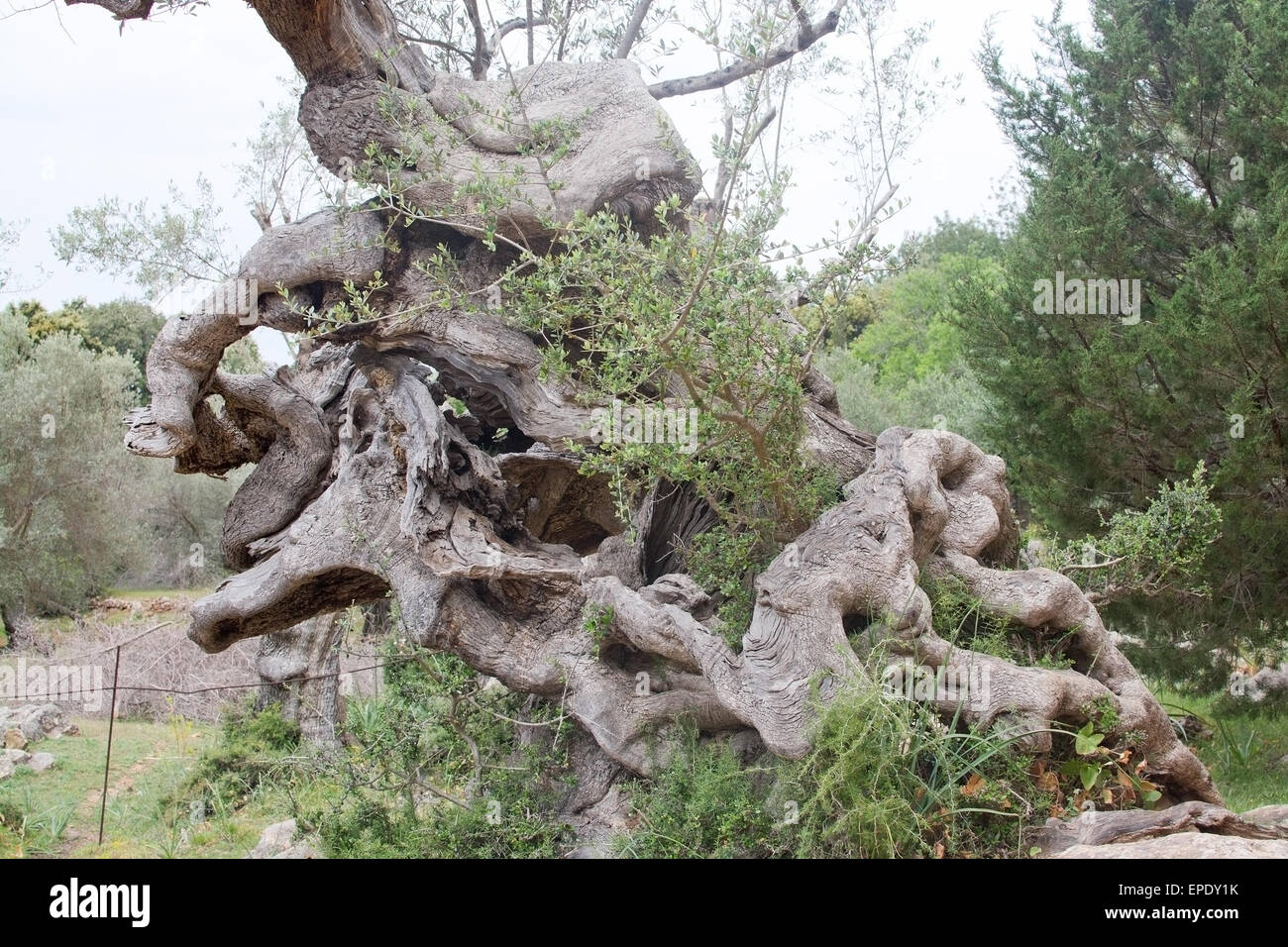 Milenario oak tree. Thousand years old or more oak tree, Majorca ...