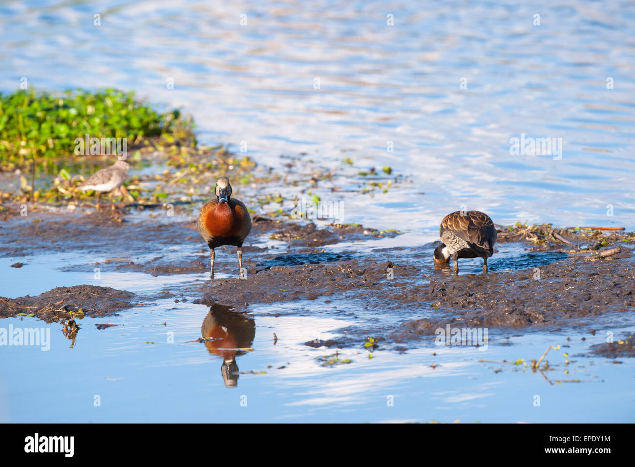 Sub saharan africa duck hi-res stock photography and images - Alamy