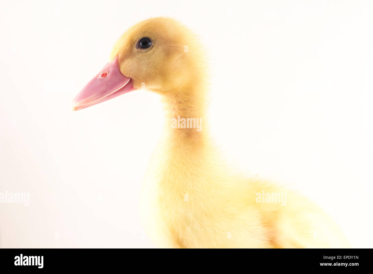 American pekin duckling or Long Island Duck in studio shot photo. This ...