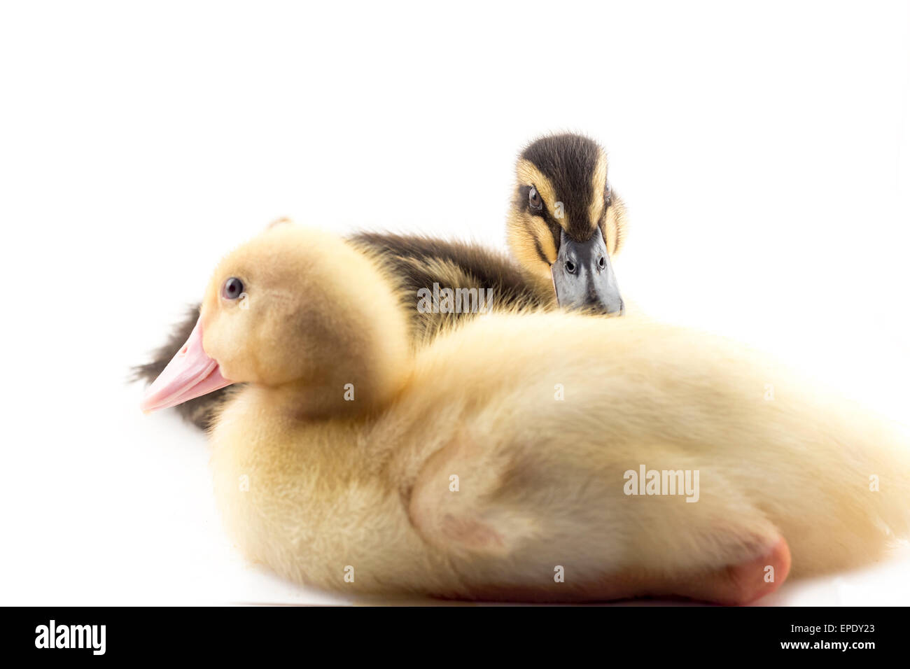 American pekin duckling and in studio shot photo. This yellow duckling ...