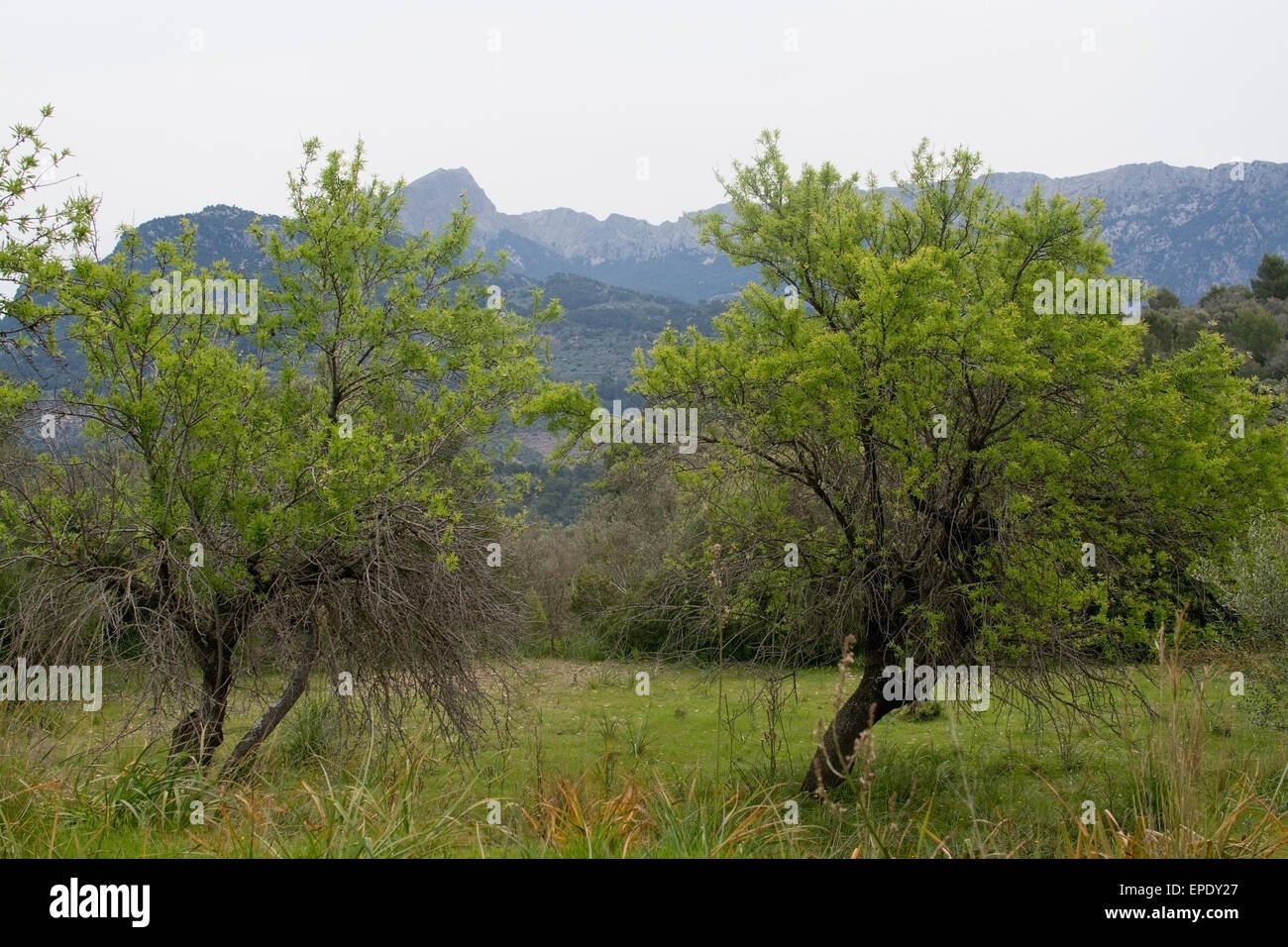 Fresh green trees in spring landscape, Majorca, Spain Stock Photo - Alamy