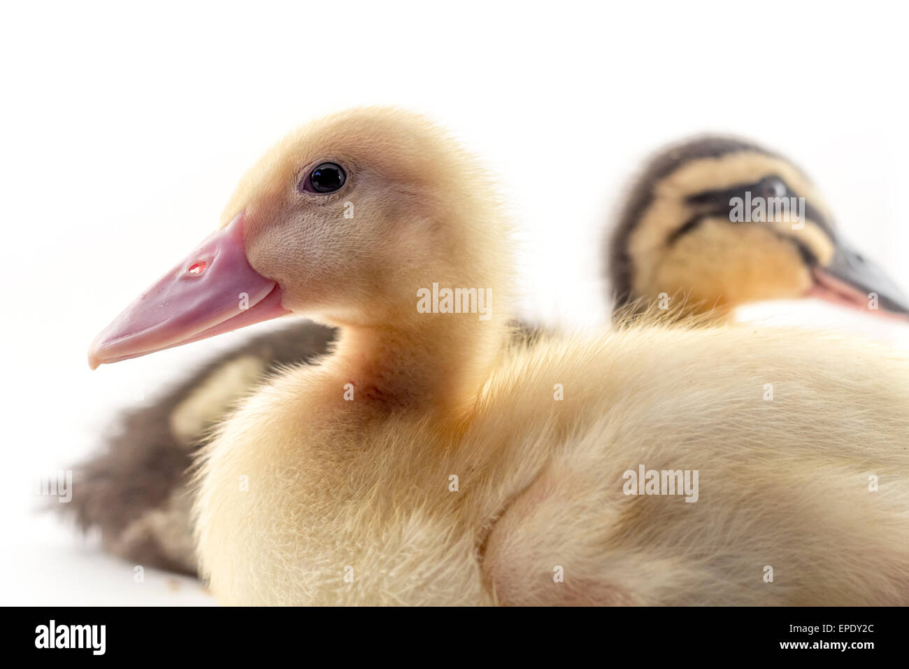 American pekin duckling and in studio shot photo. This yellow duckling ...