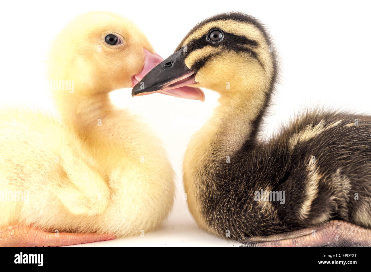 American pekin duckling and in studio shot photo. This yellow duckling ...