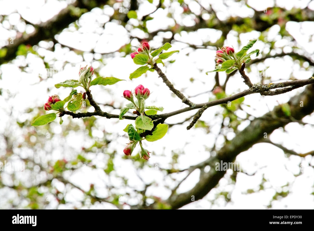 Plants growing sky botany hi-res stock photography and images - Alamy