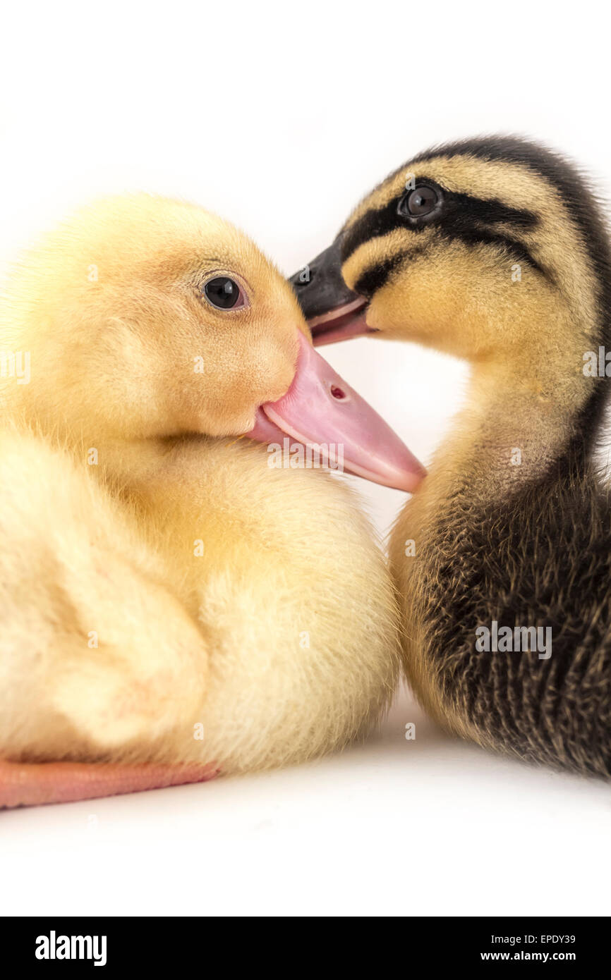 American pekin duckling hi-res stock photography and images - Alamy