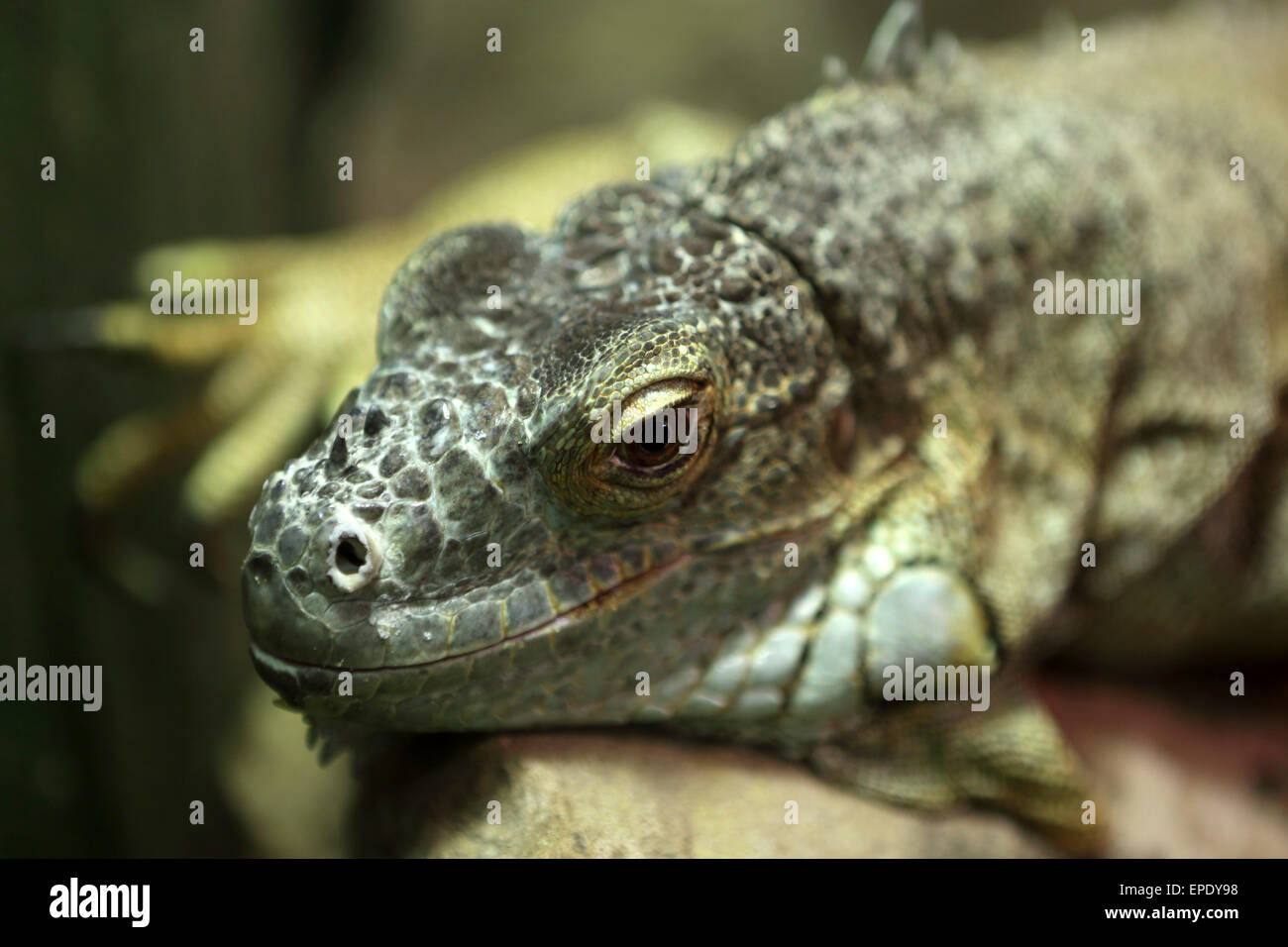 Iguana Face High Resolution Stock Photography and Images - Alamy
