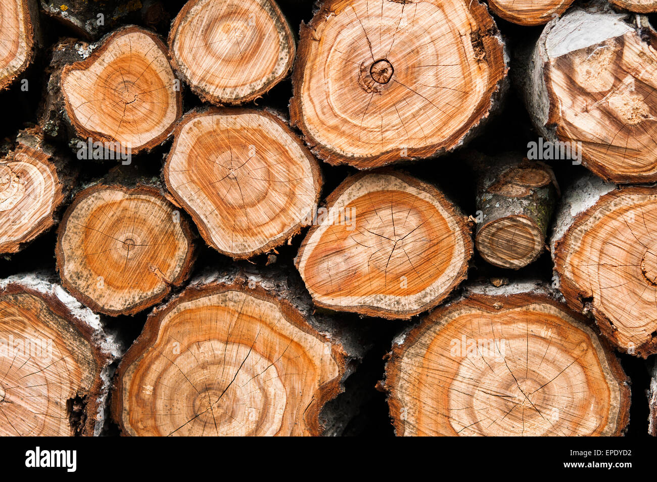 Cross section of the timber close up for background Stock Photo - Alamy