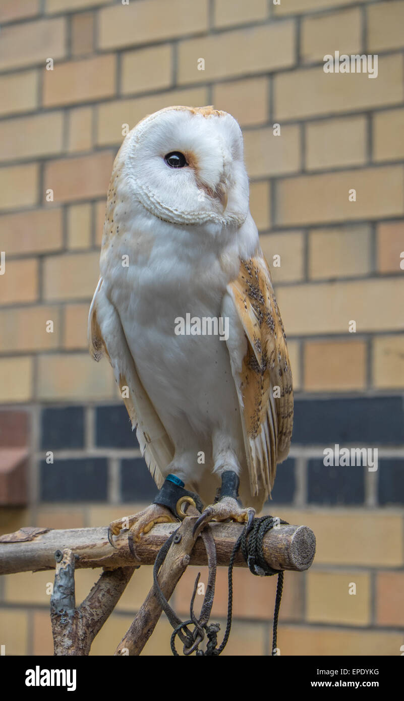 Rescued Barn Owl Stock Photo - Alamy