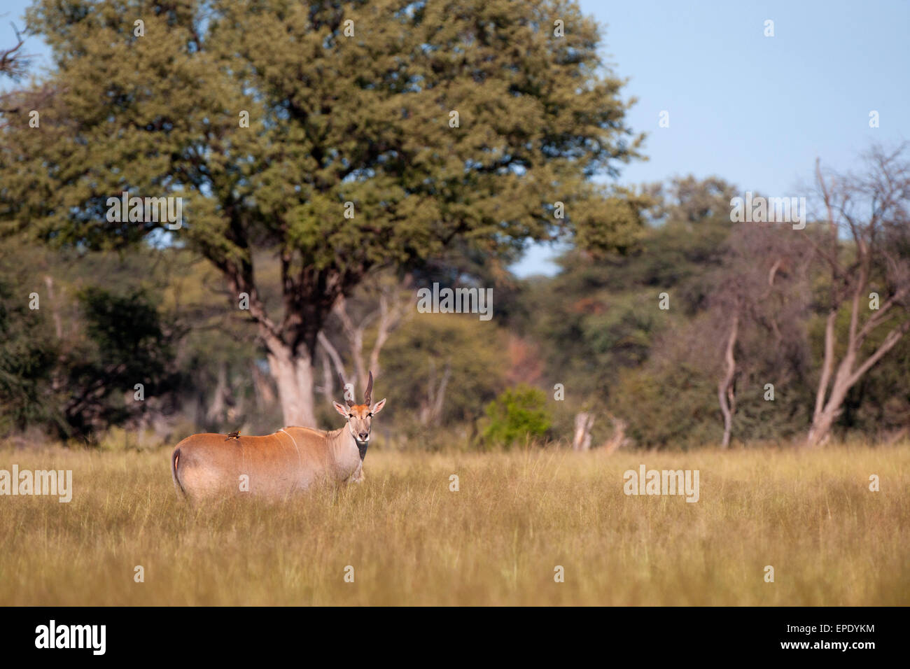 Eland migration hi-res stock photography and images - Alamy