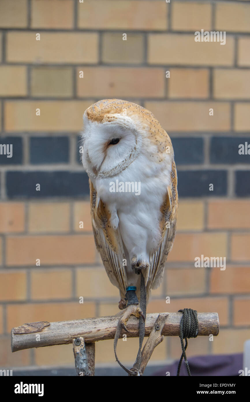 Rescued Barn Owl Stock Photo - Alamy