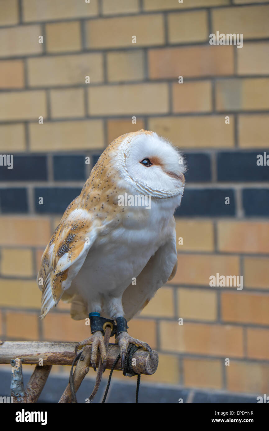 Rescued Barn Owl Stock Photo - Alamy